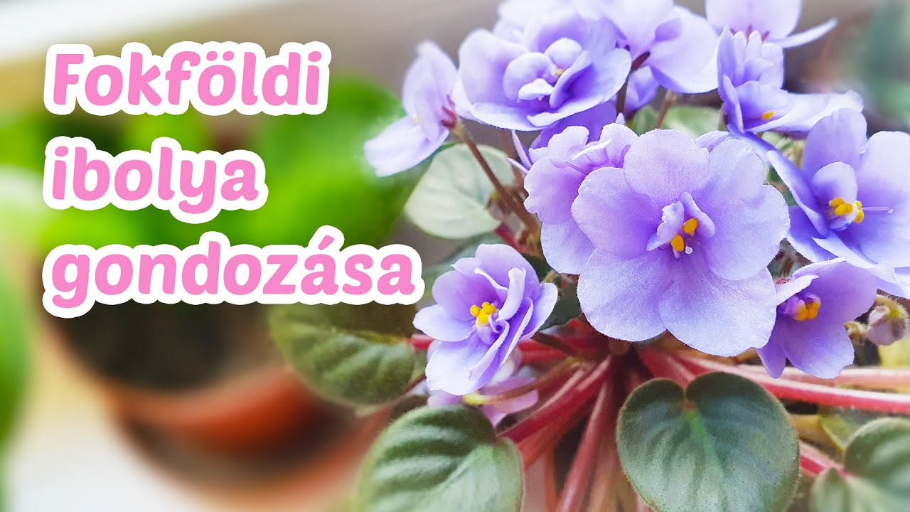 Fokföldi ibolya ? gondozása, ápolása, nevelése, hogy egész évben virágozzon