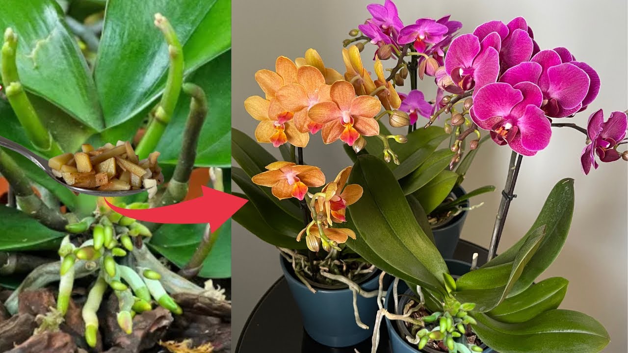 Orchideák gondozásánál a leggyakrabban elkövetett hibák! Ezzel a ...