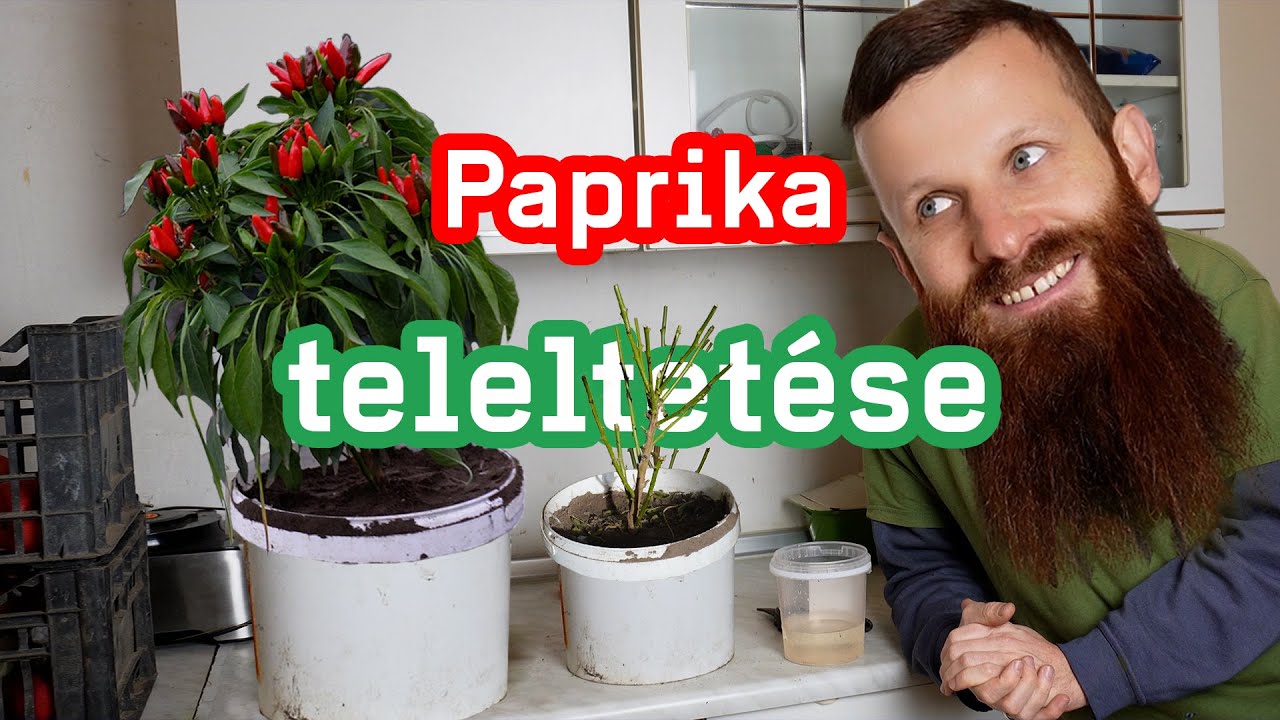 Hogyan teleltessük át a paprikát? Tudtad, hogy éveken át képes egyre ...