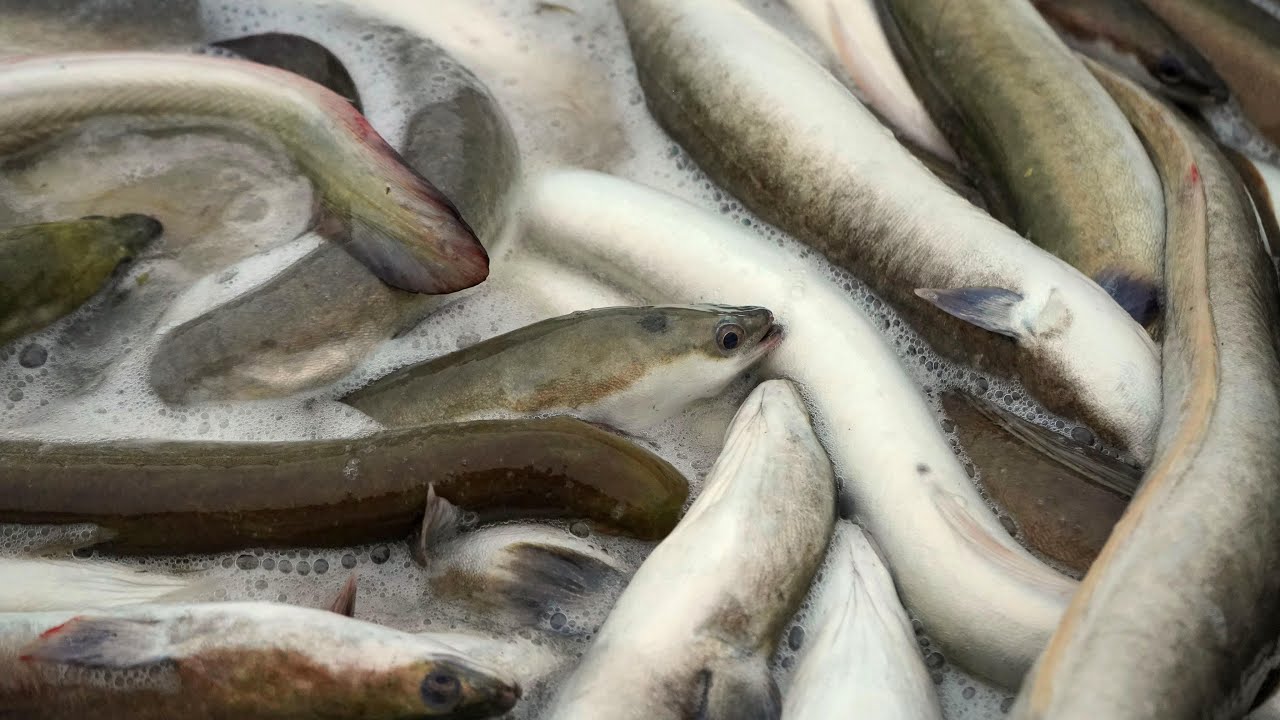 Balatoni angolna: valóban még mindig van belőle a Balatonban ...